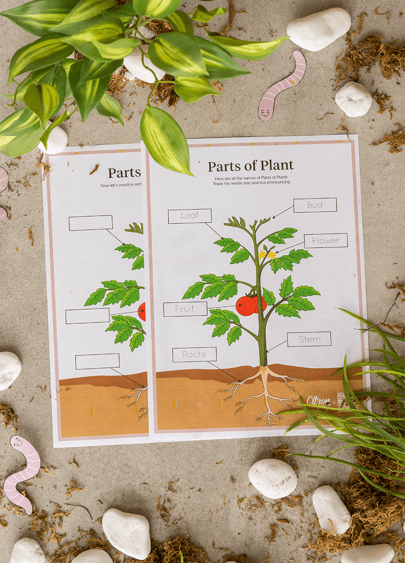 Parts of Plant - Free Downloads – Citron